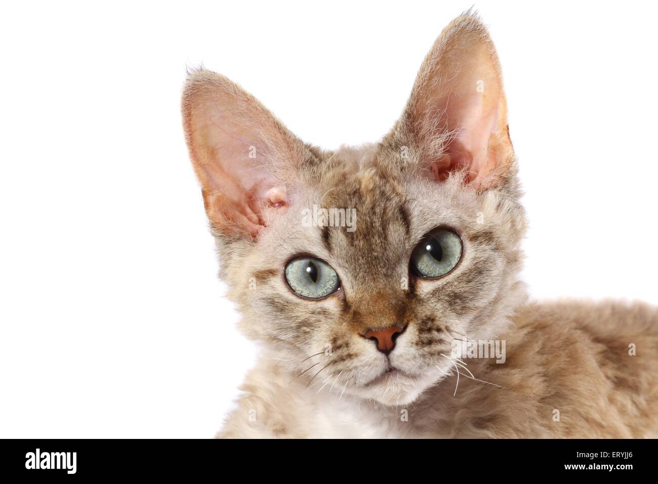 Devon Rex Portrait Stock Photo - Alamy