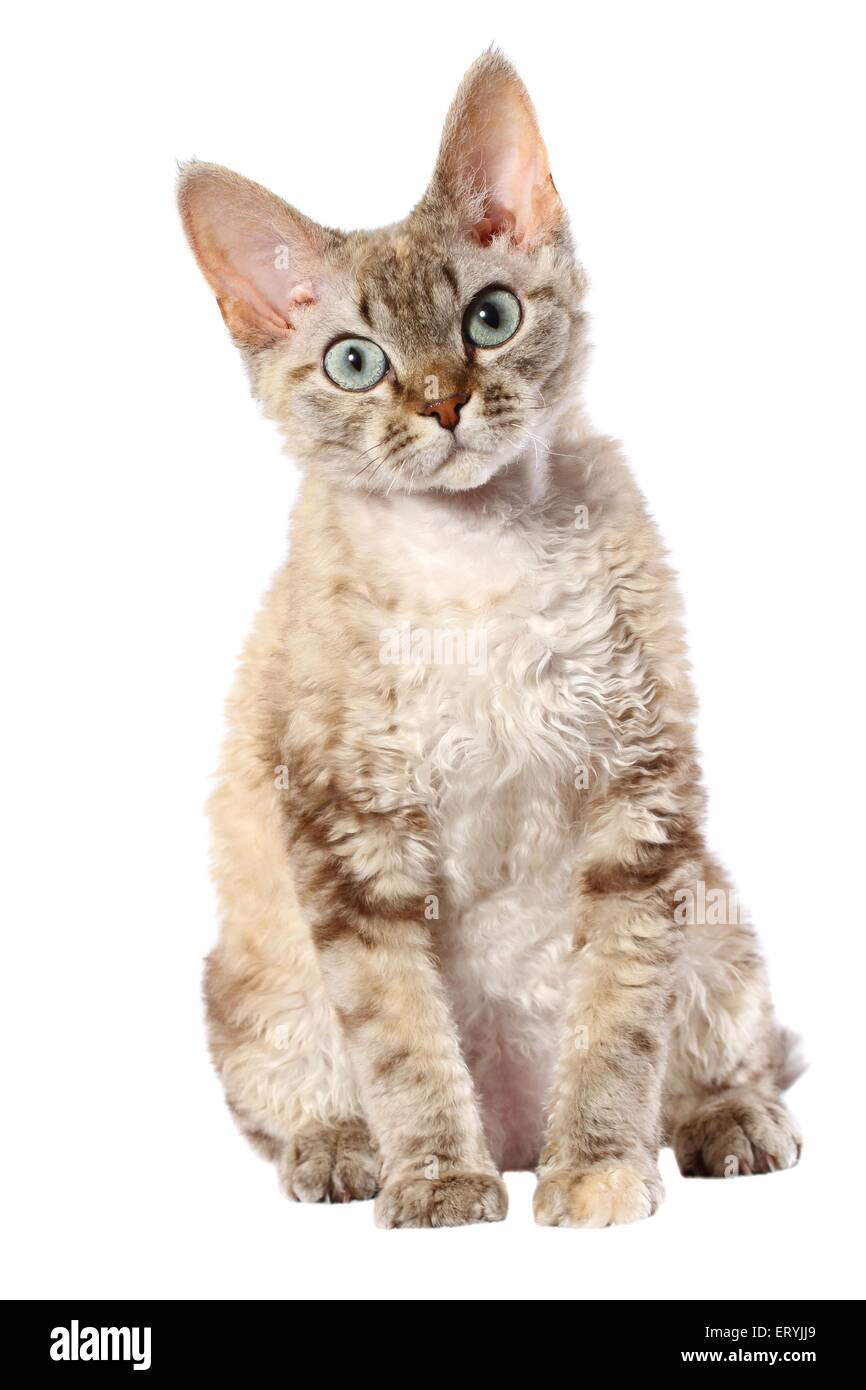 sitting Devon Rex Stock Photo - Alamy