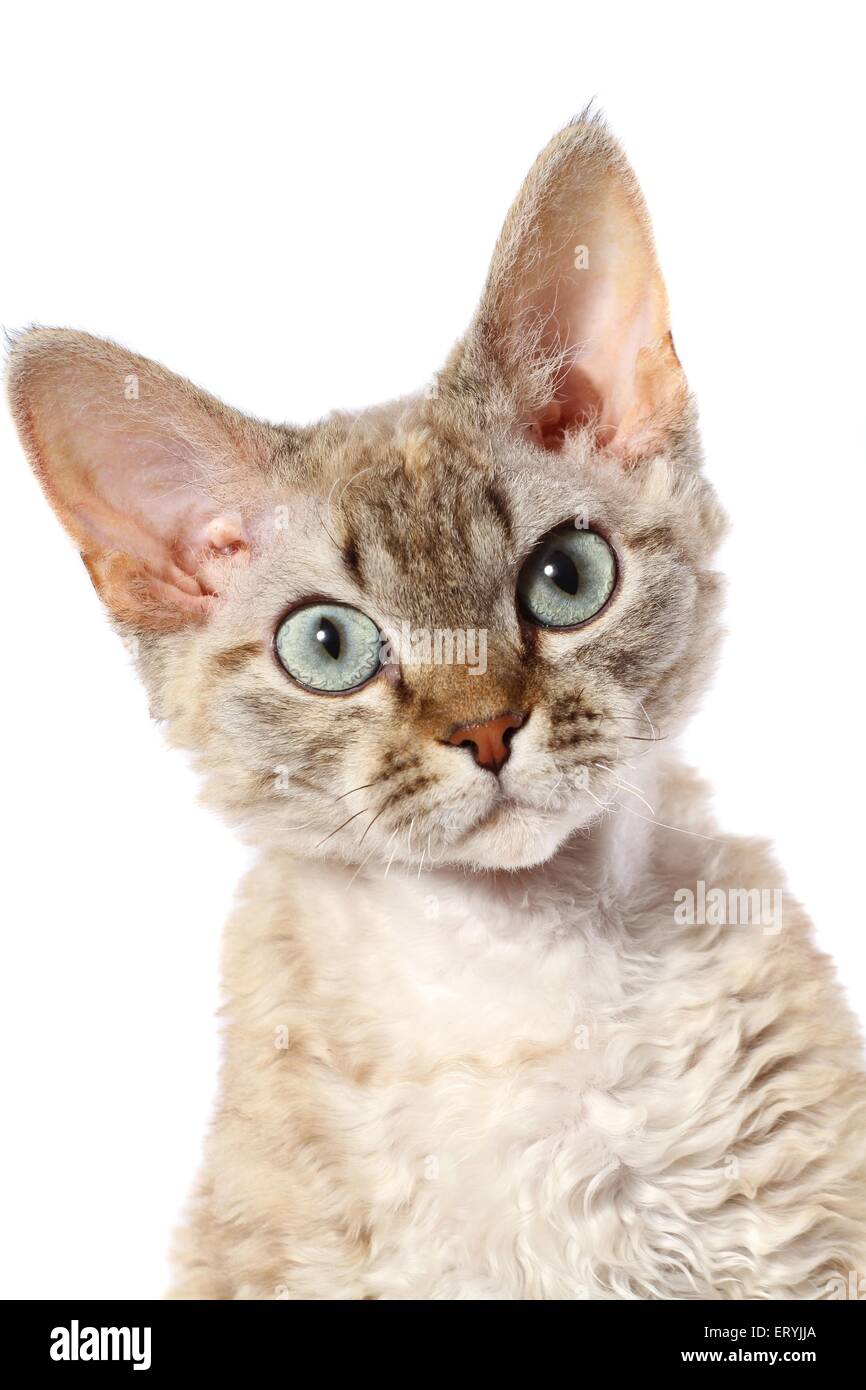Devon Rex Portrait Stock Photo - Alamy