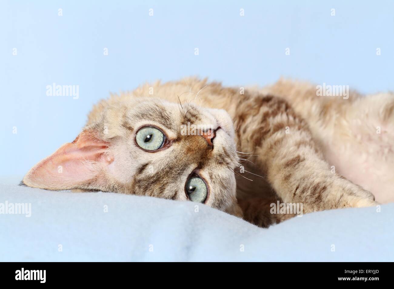 rolling Devon Rex Stock Photo - Alamy