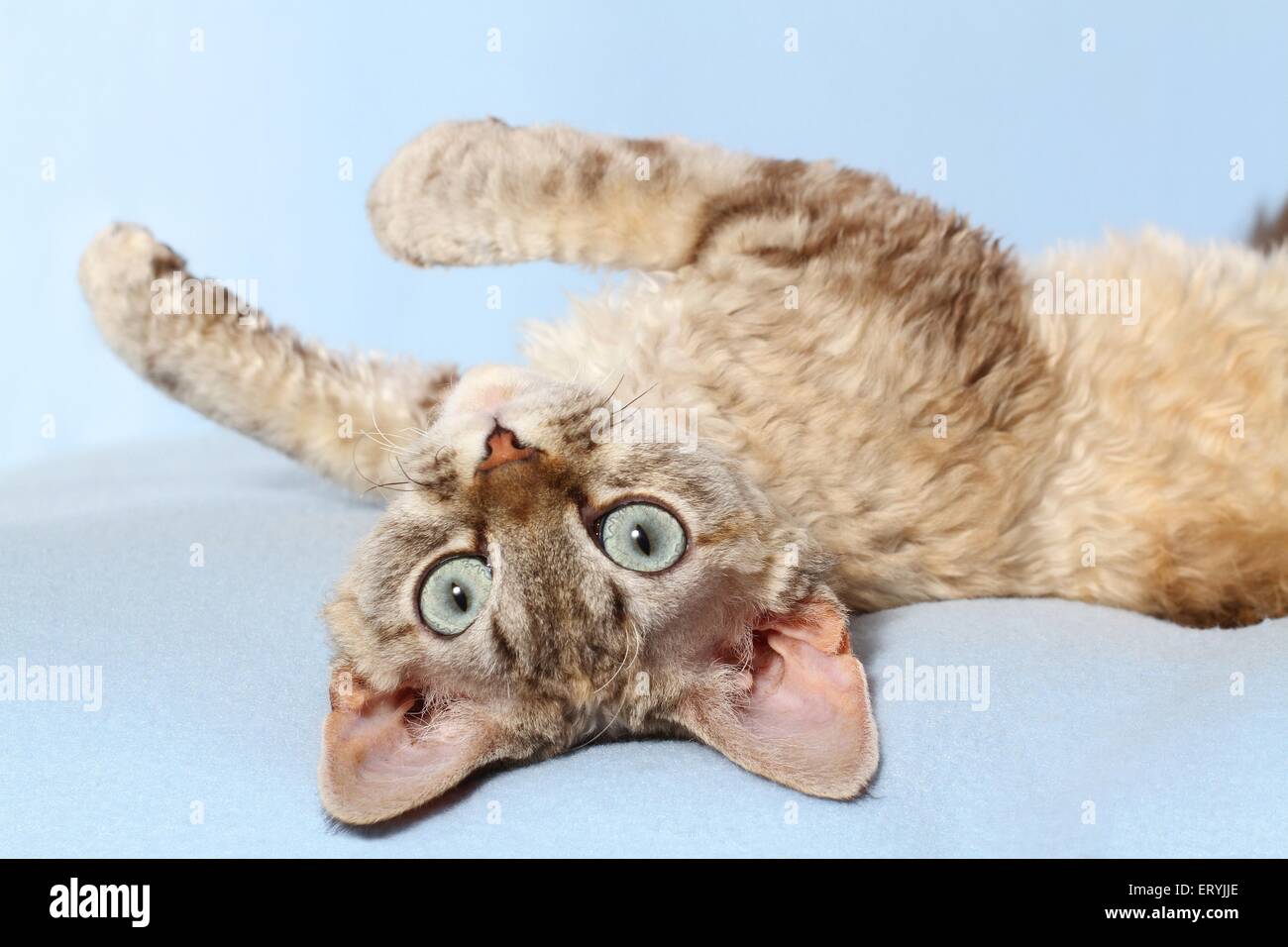 Devon rex hi-res stock photography and images - Alamy
