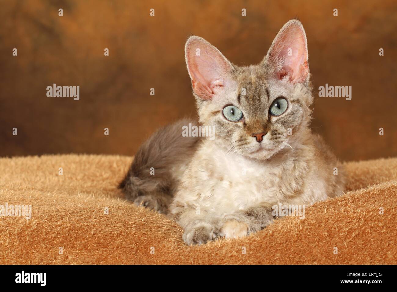 lying Devon Rex Stock Photo - Alamy
