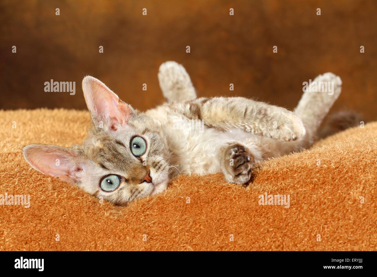 rolling Devon Rex Stock Photo - Alamy