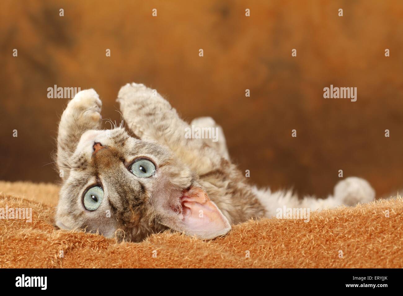 rolling Devon Rex Stock Photo - Alamy