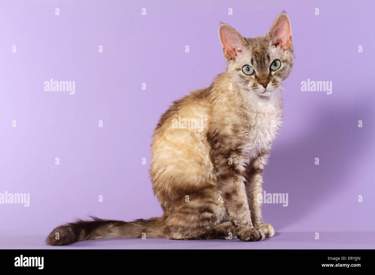 sitting Devon Rex Stock Photo - Alamy