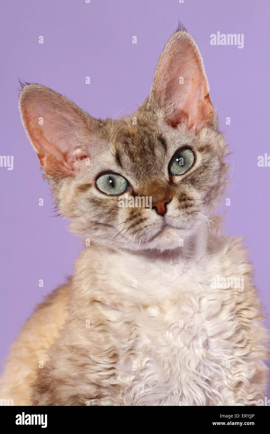 Devon Rex Portrait Stock Photo - Alamy