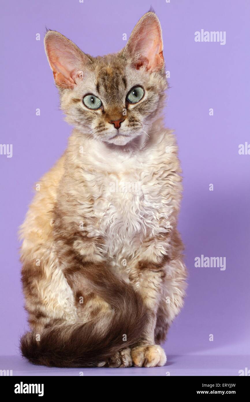 sitting Devon Rex Stock Photo - Alamy