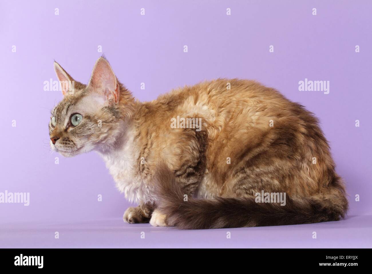 lying Devon Rex Stock Photo - Alamy