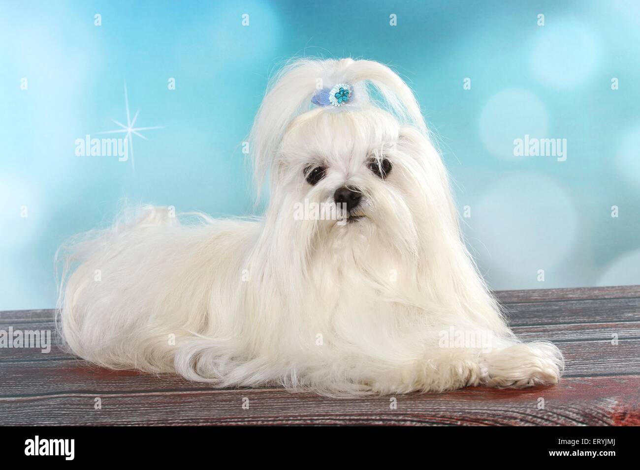 Dog maltese dog bichon maltais hi-res stock photography and images - Alamy