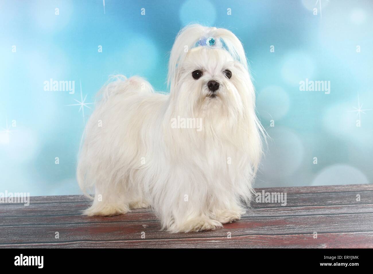 Maltese dog and bow hi-res stock photography and images - Alamy