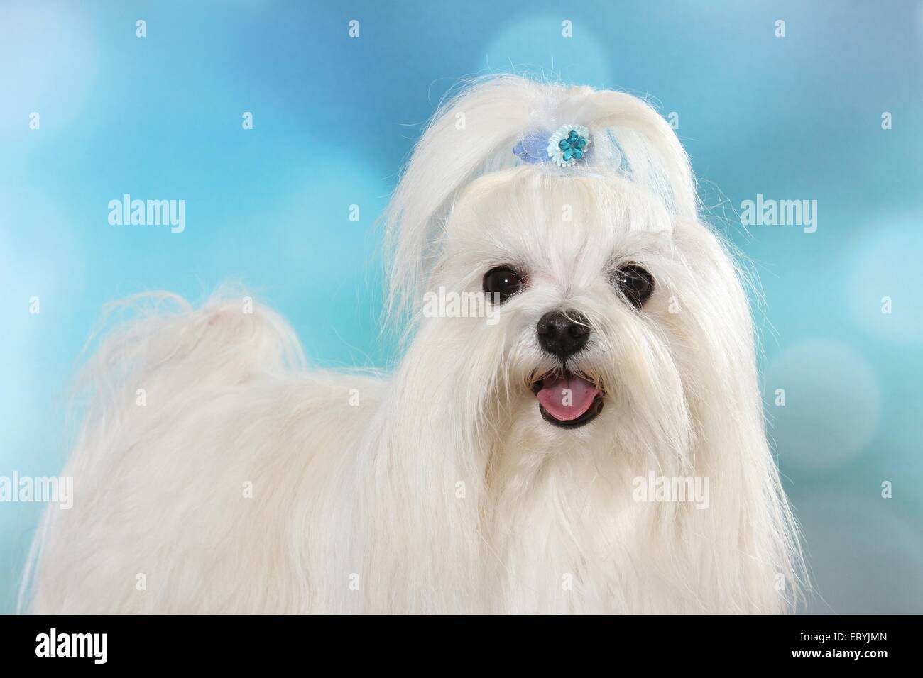 Maltese dog hi-res stock photography and images - Alamy