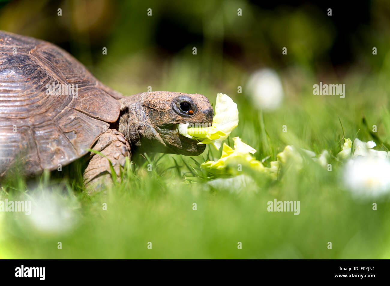 Radiant tortoise hi-res stock photography and images - Alamy