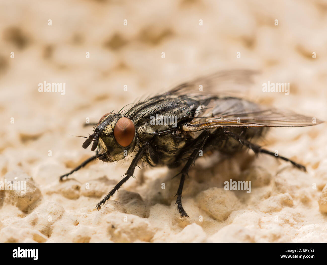 Close up house fly hi-res stock photography and images - Alamy