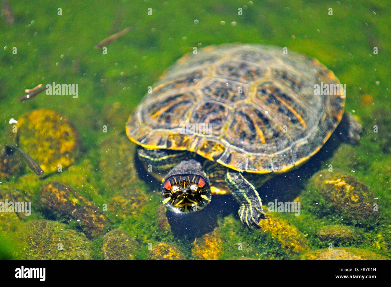 Turtle ; San Diego zoo ; USA United States of America Stock Photo - Alamy