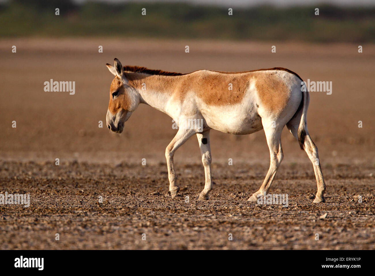 Indian wild ass , Ghudkhur , Khur , Indian onager , equus hemionus khur ...