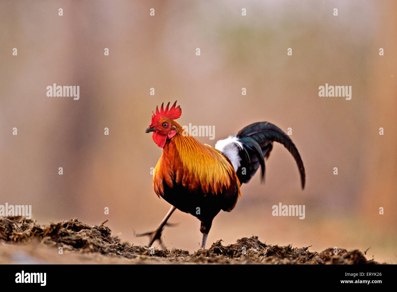 Red jungle fowl gallus gallus hi-res stock photography and images - Alamy