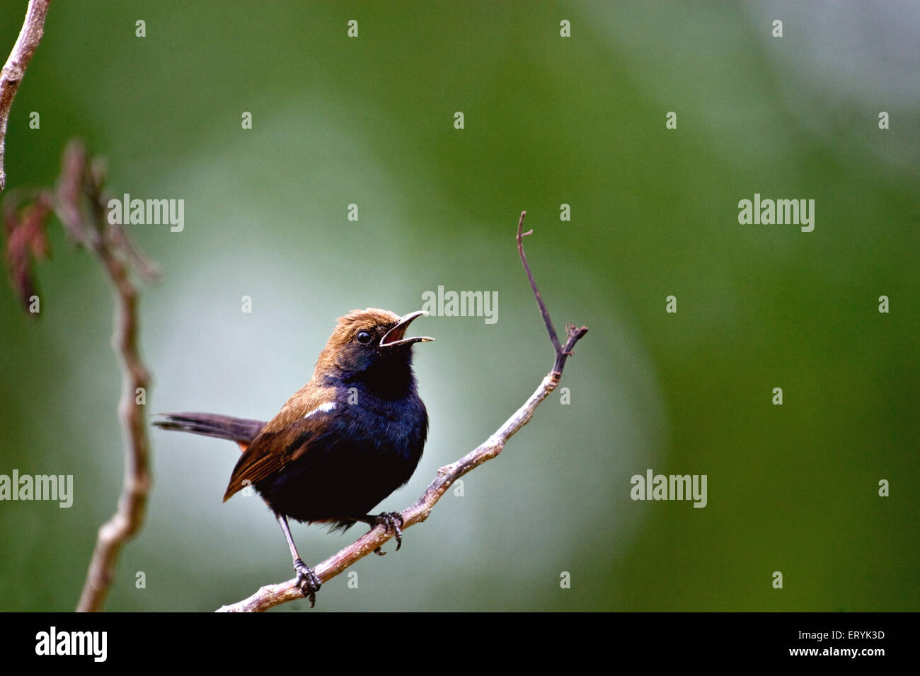 Singing male indian robin hi-res stock photography and images - Alamy