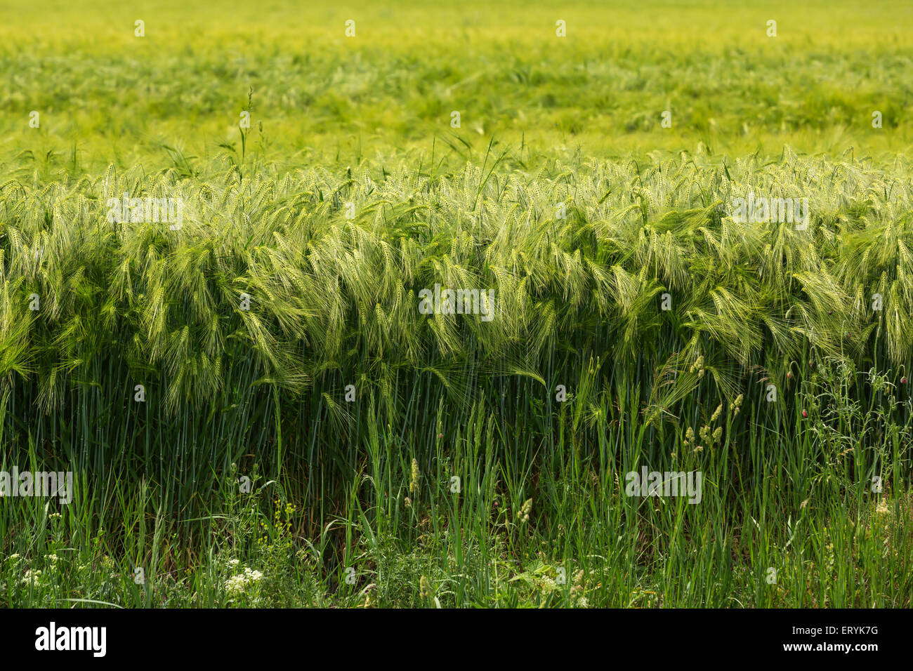 Green barley texture hi-res stock photography and images - Alamy