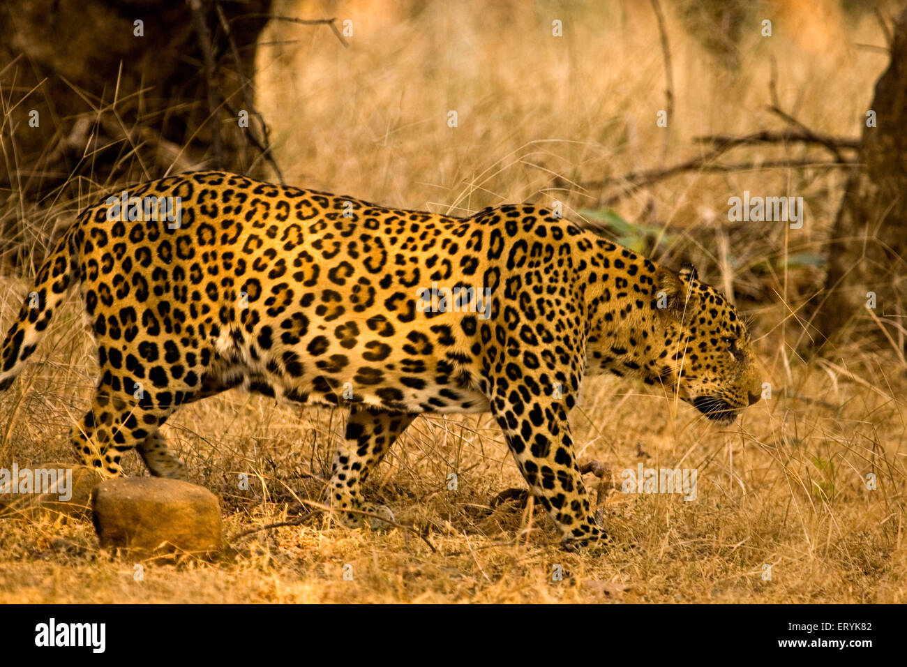 Male leopard hi-res stock photography and images - Alamy
