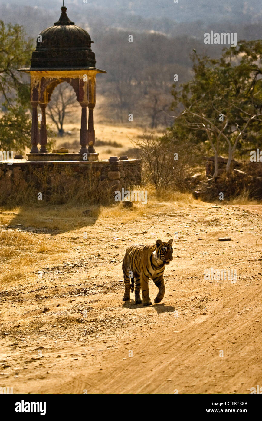 Tiger panthera tigris tigris near ancient monument in Ranthambore ...