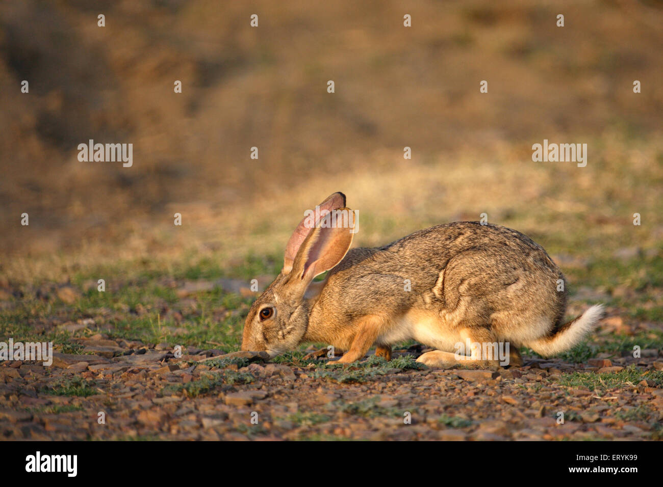 Indian hare lepus nigricollis grazing ; Ranthambore national park ...