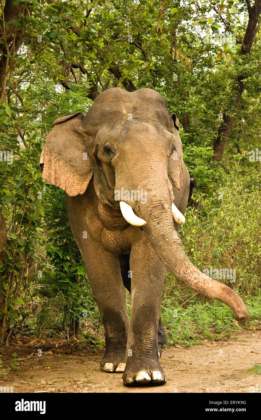 Angry male tusker elephant elephas maximus ; Corbett national park ...