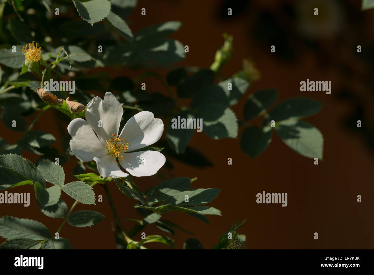 Canker flower hi-res stock photography and images - Alamy