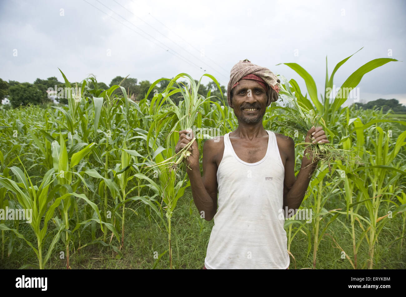 Farmer in rice fields hi-res stock photography and images - Alamy