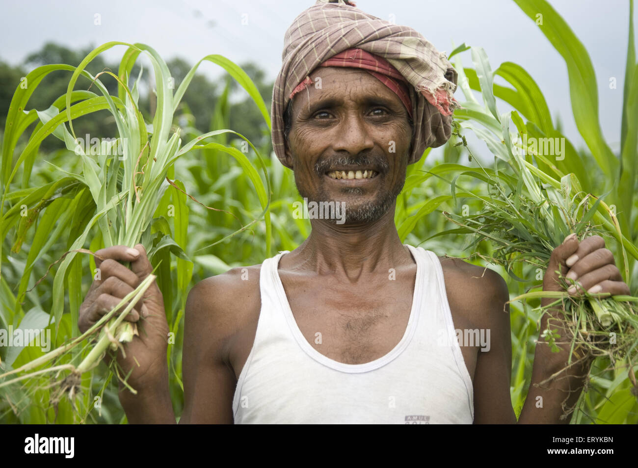 Rice farms in india hi-res stock photography and images - Alamy