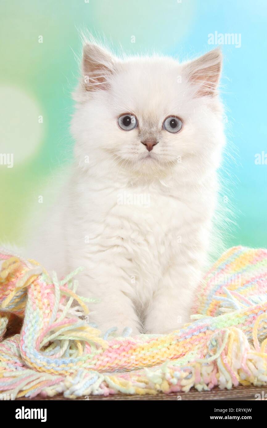 sitting Highlander Kitten Stock Photo - Alamy