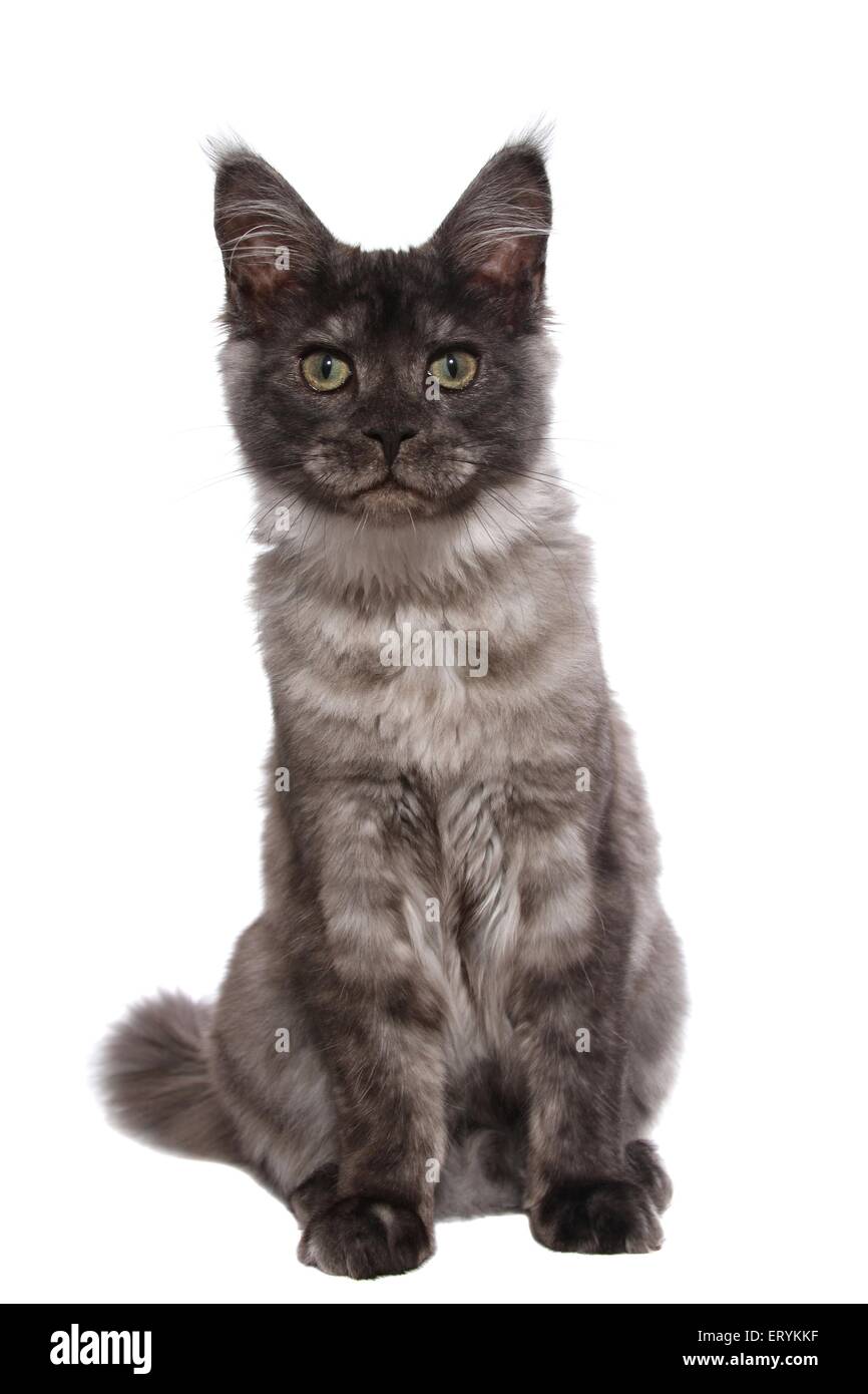 sitting Maine Coon Stock Photo - Alamy