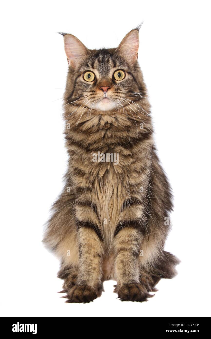sitting Maine Coon Stock Photo - Alamy