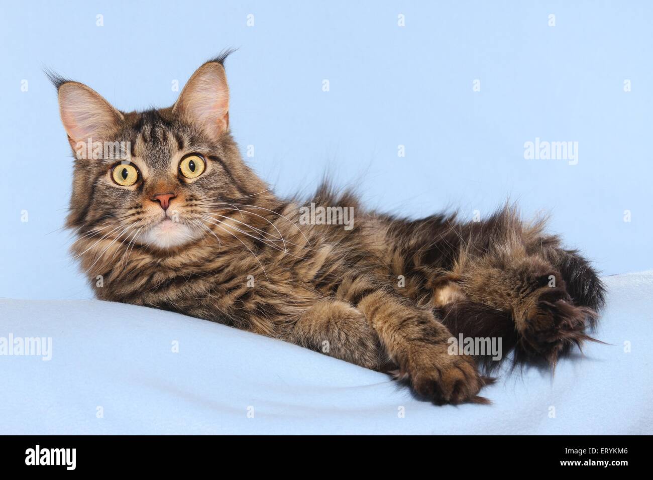 lying Maine Coon Stock Photo - Alamy
