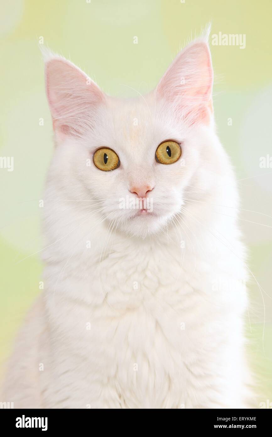 Maine Coon Portrait Stock Photo - Alamy