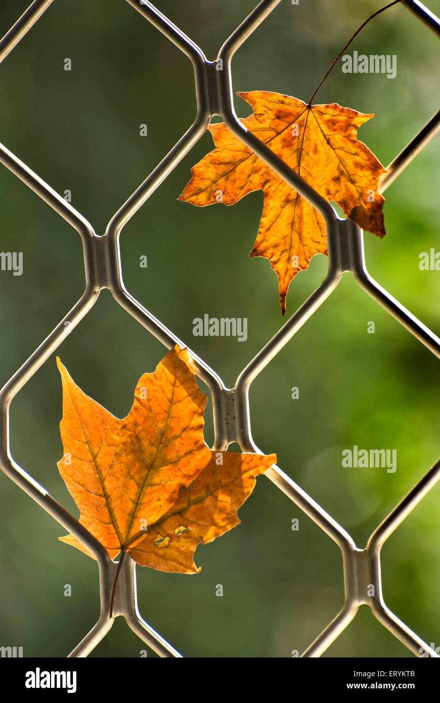 Withered Leaves Stock Photos & Withered Leaves Stock Images - Alamy