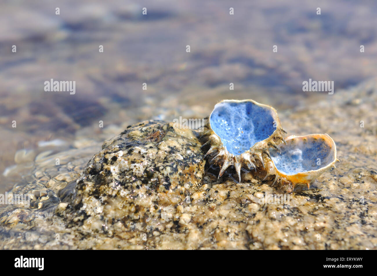 blue background shell on rock at the seaside Stock Photo - Alamy