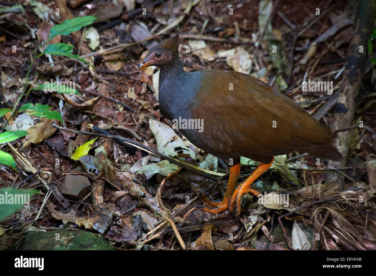 Orange-footed Scrubfowl (Megapodius reinwardt), Daintree region ...