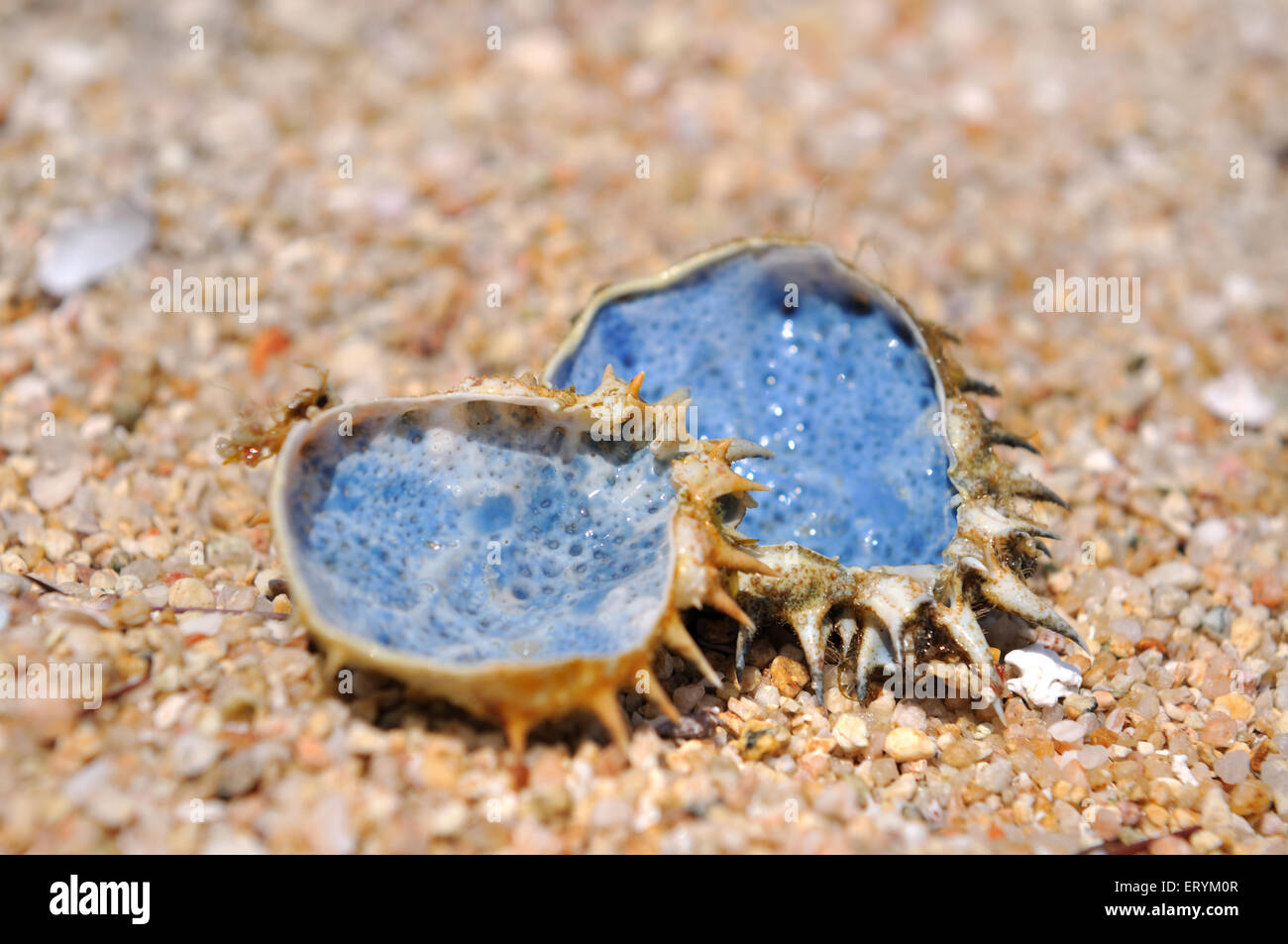 blue background shell on the sand at the seaside Stock Photo - Alamy