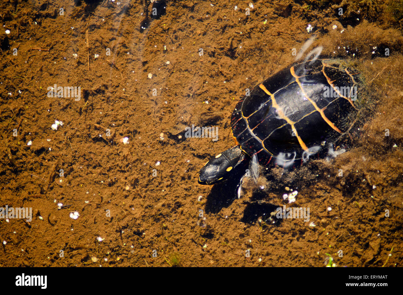 Swamp turtle hi-res stock photography and images - Alamy