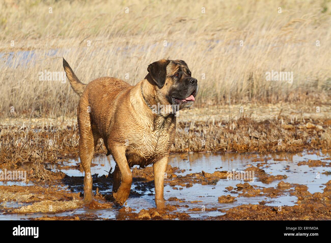 standing Old English Mastiff Stock Photo - Alamy