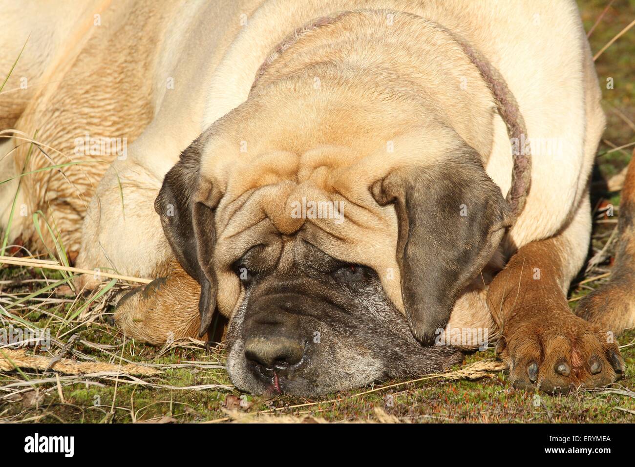 sleeping Old English Mastiff Stock Photo - Alamy