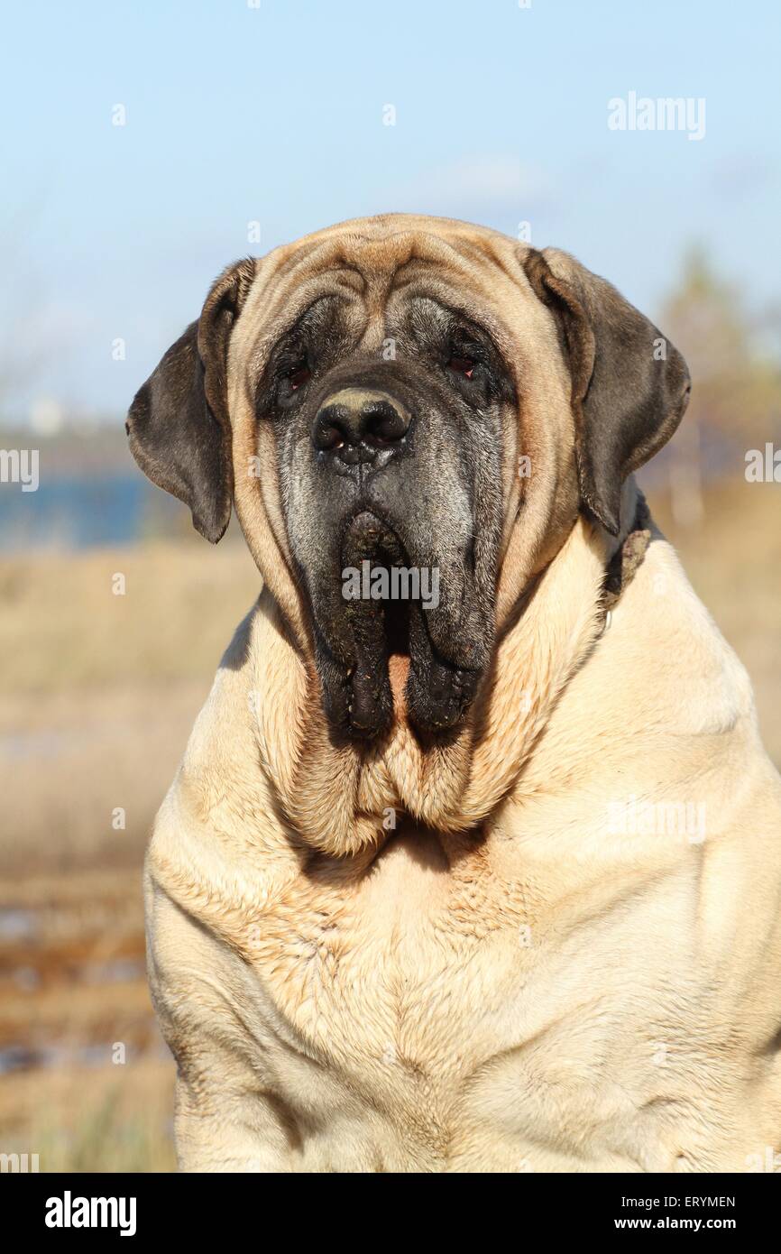 Old English Mastiff Portrait Stock Photo - Alamy