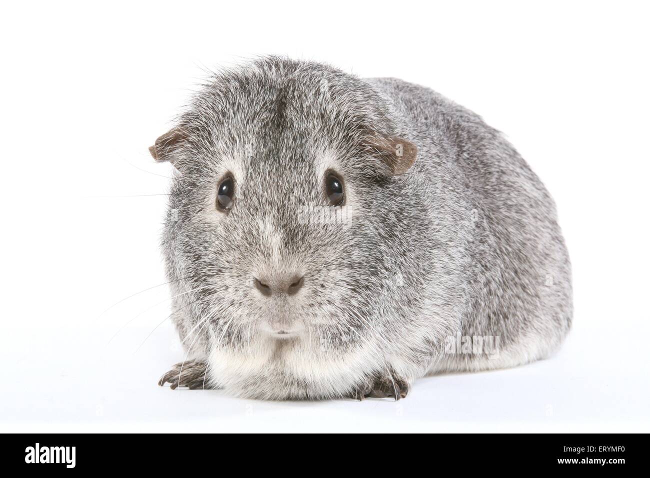 smooth-haired guinea pig Stock Photo - Alamy