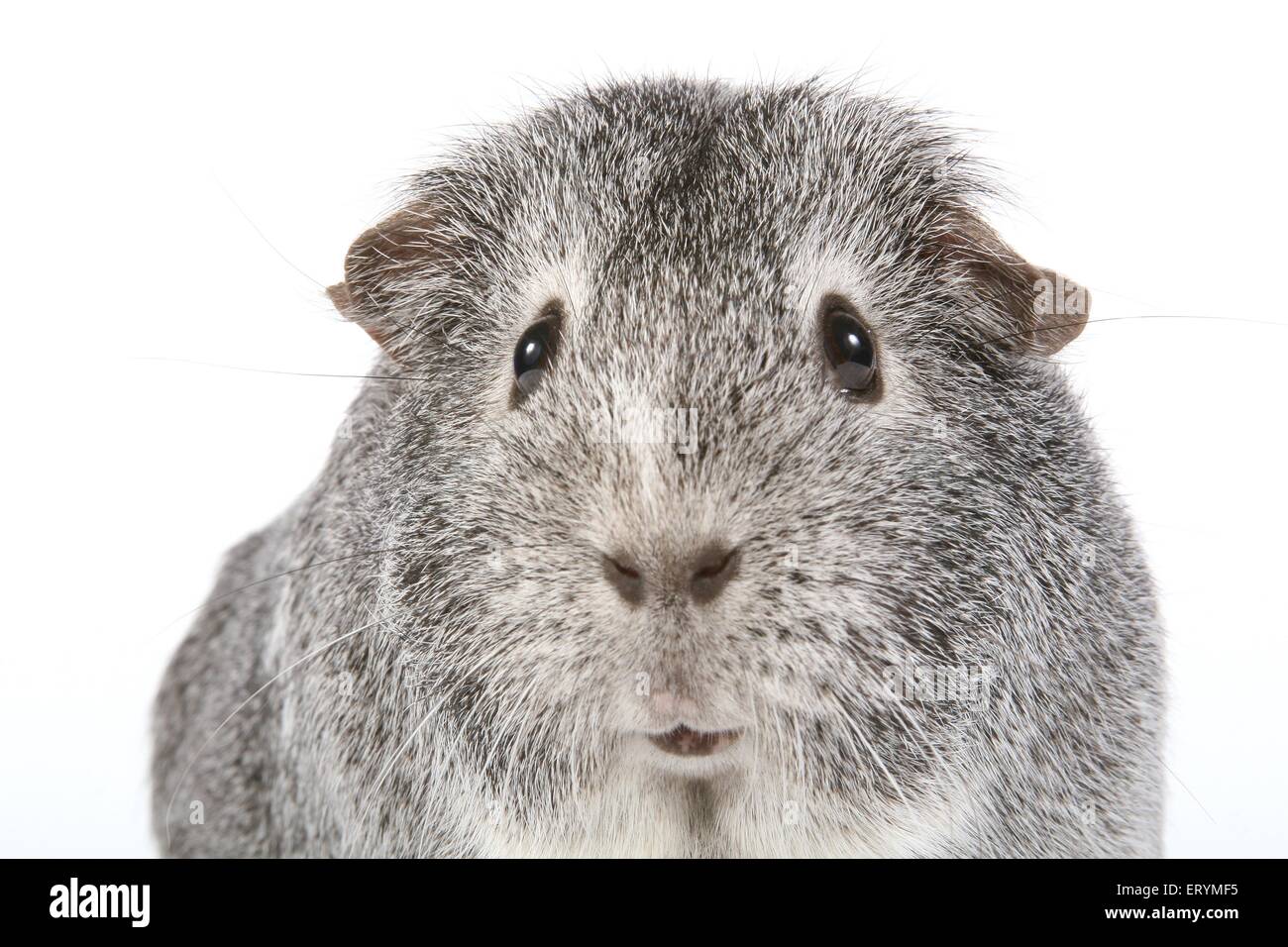 smooth-haired guinea pig Portrait Stock Photo - Alamy