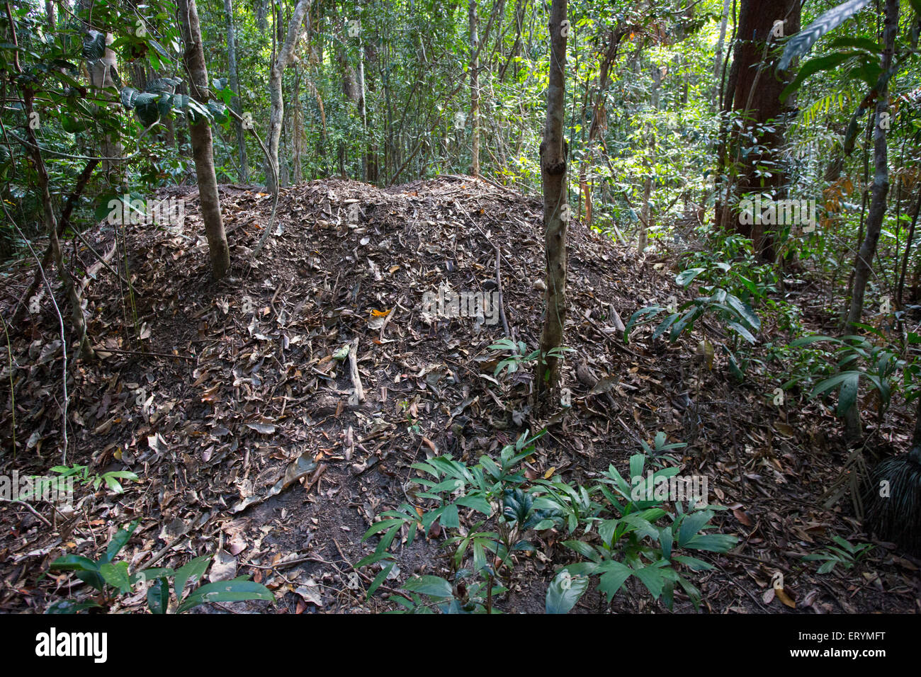 Scrubfowl hi-res stock photography and images - Alamy