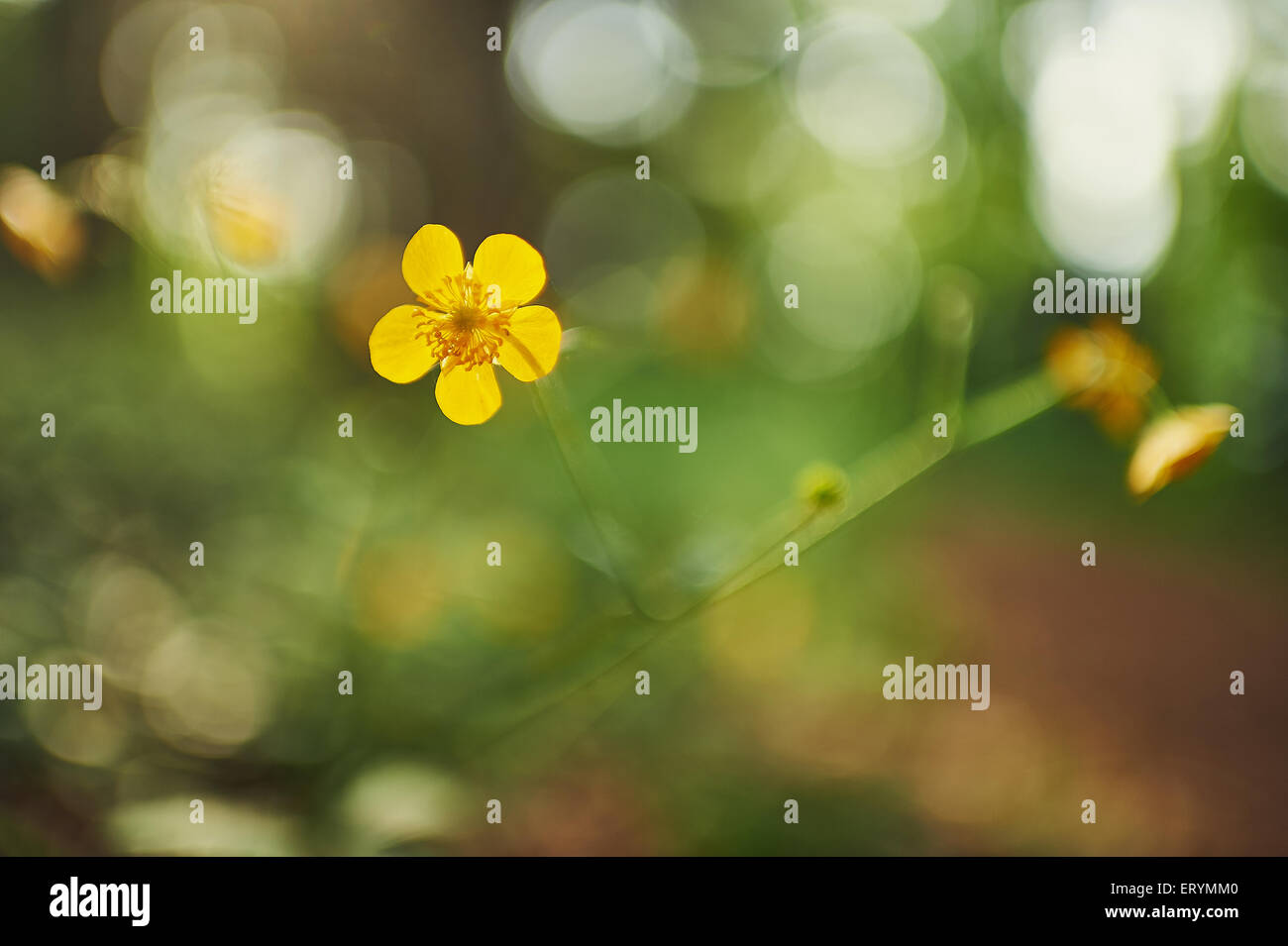 creeping buttercup Ranunculus repens in the forest an bokeh Stock Photo ...