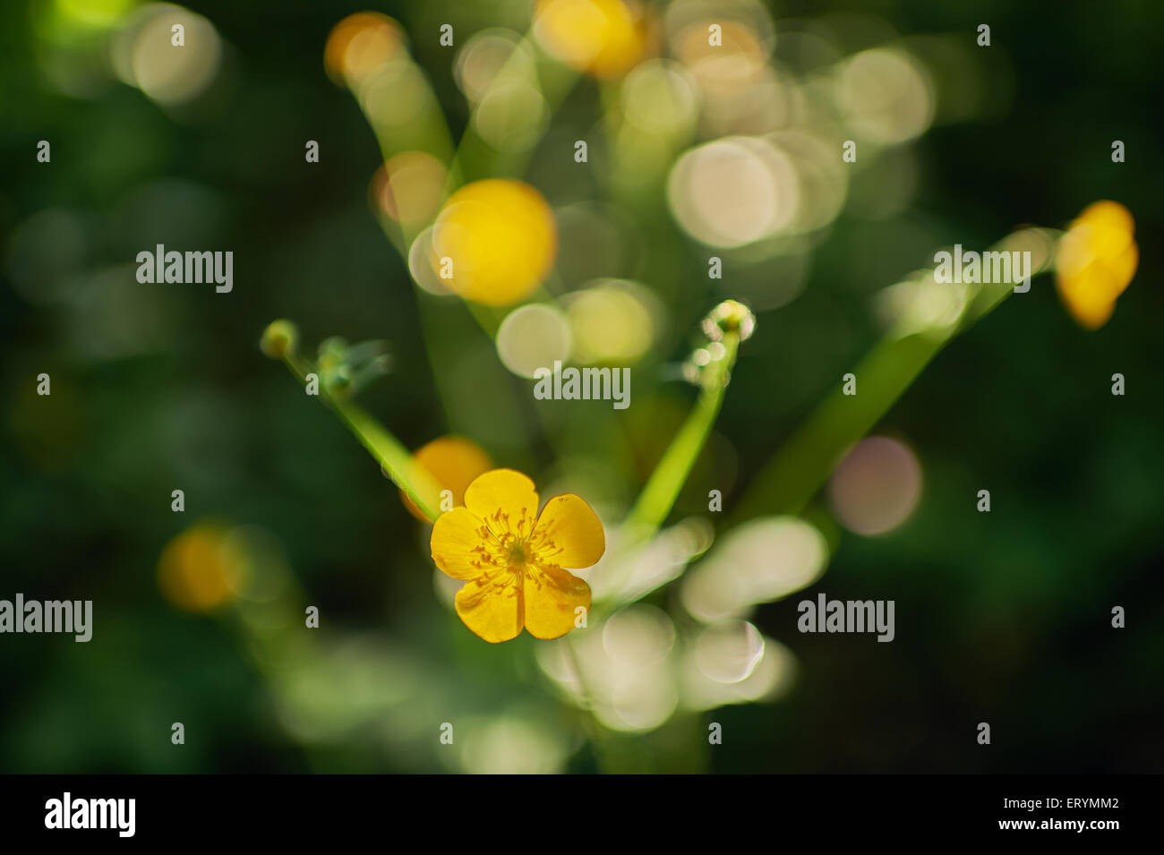 creeping buttercup Ranunculus repens in the forest an bokeh Stock Photo ...