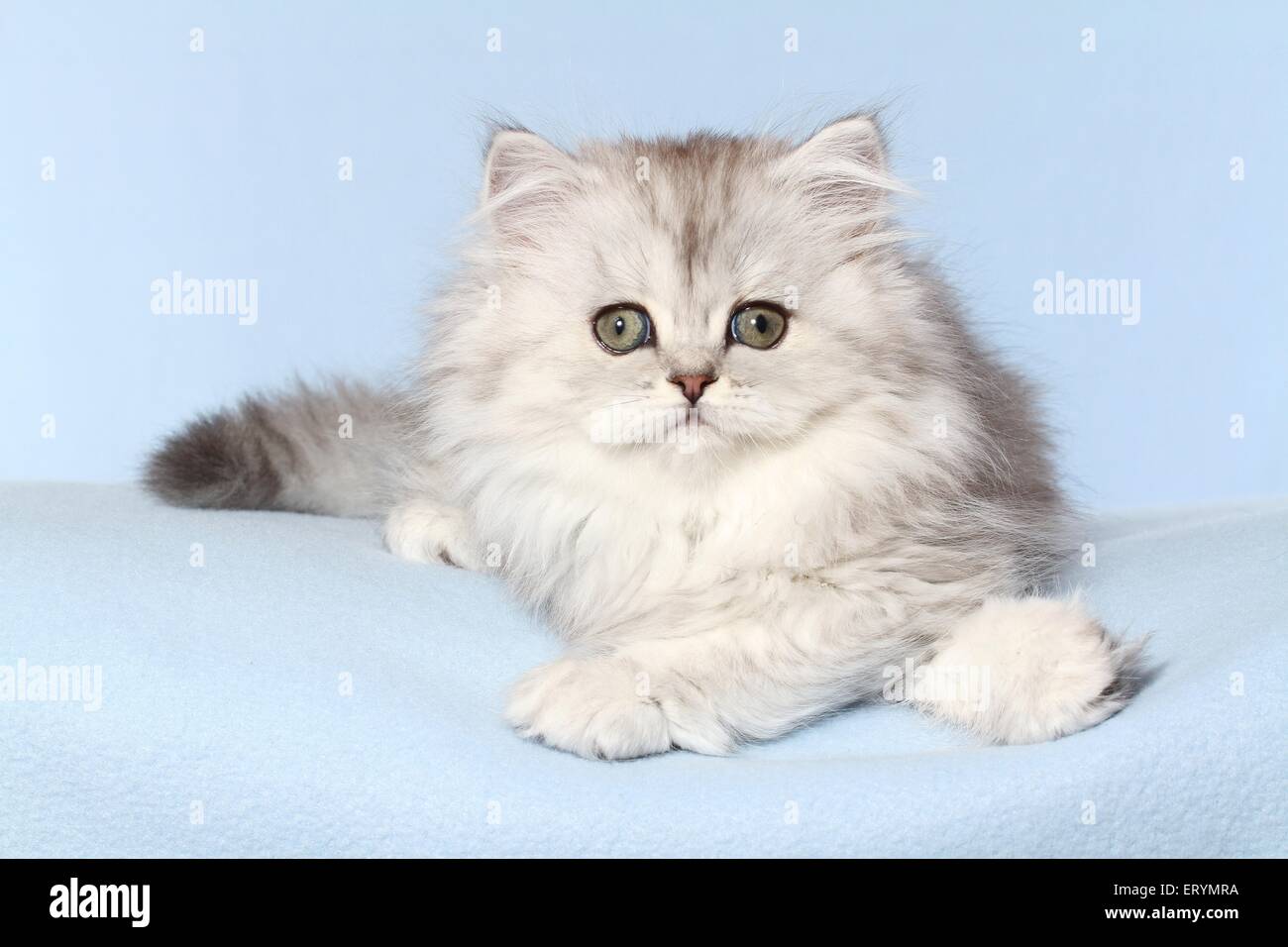 cute Persian Kitten Stock Photo - Alamy
