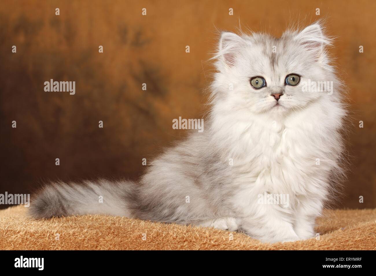 sitting Persian Kitten Stock Photo - Alamy
