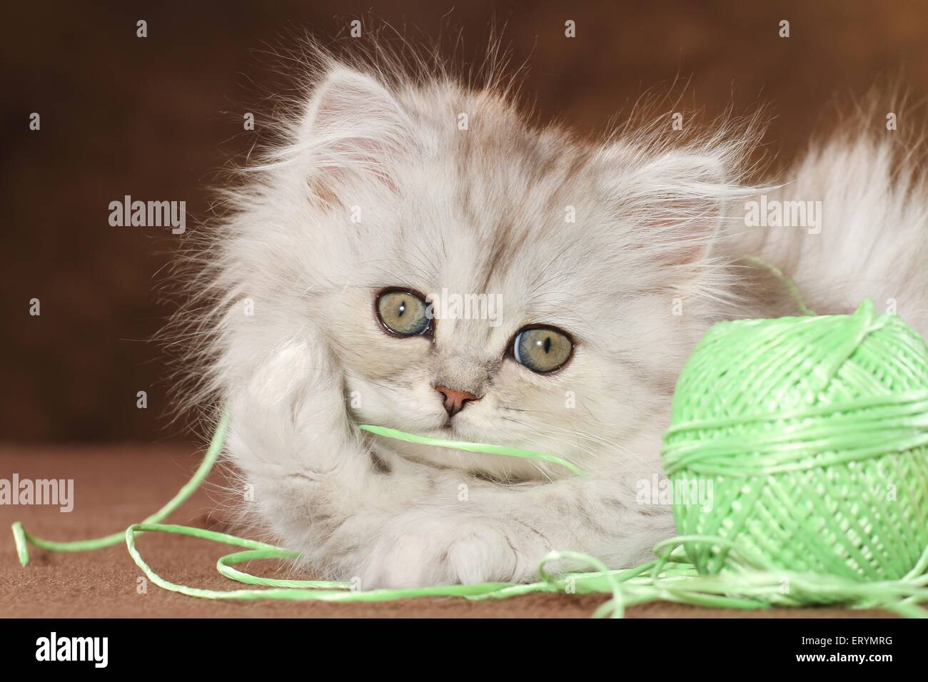 cute Persian Kitten Stock Photo - Alamy